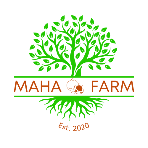 Macadamia Farm – Maha Farm Australia