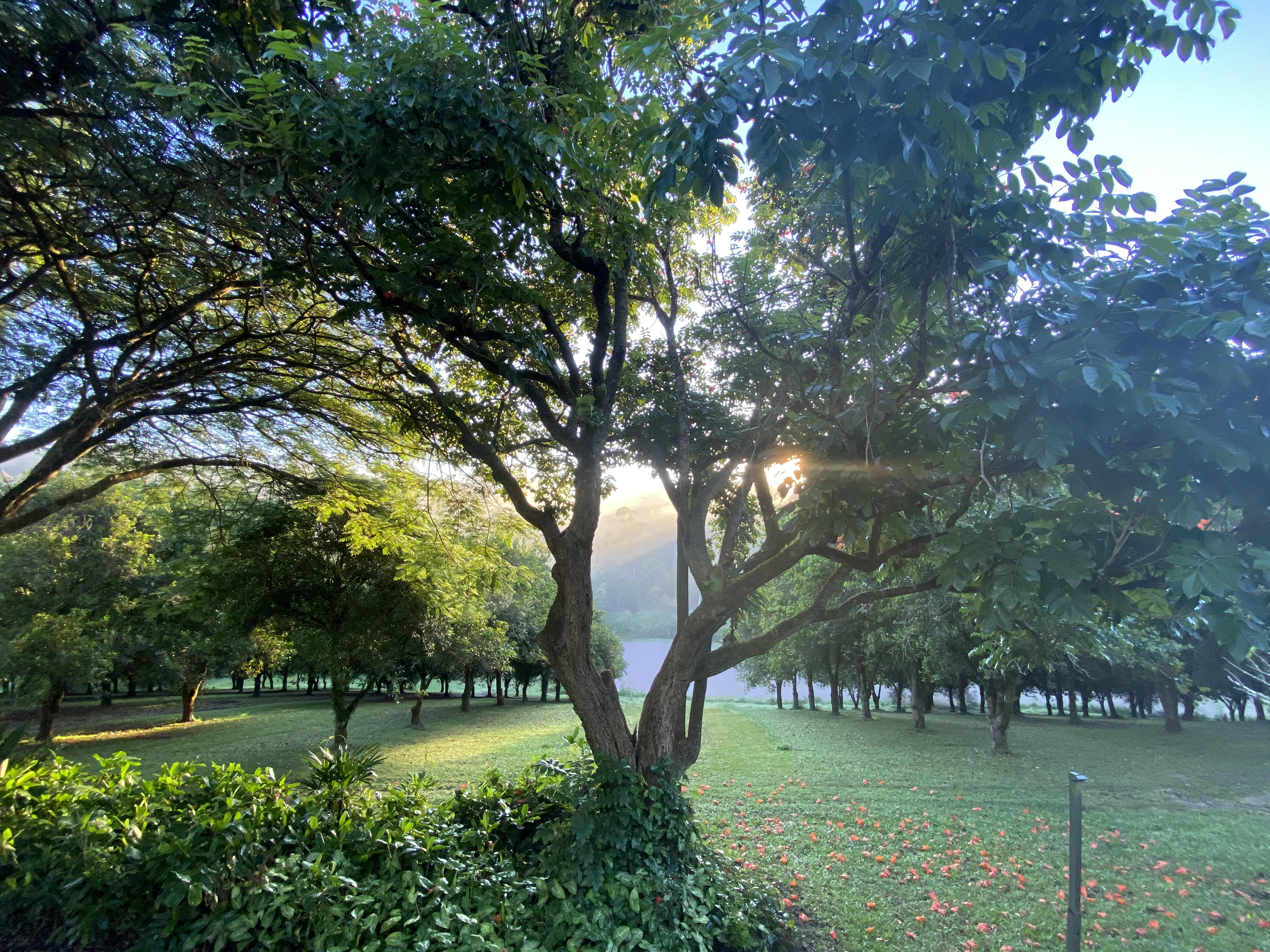 Macadamia Farm – Maha Farm Australia